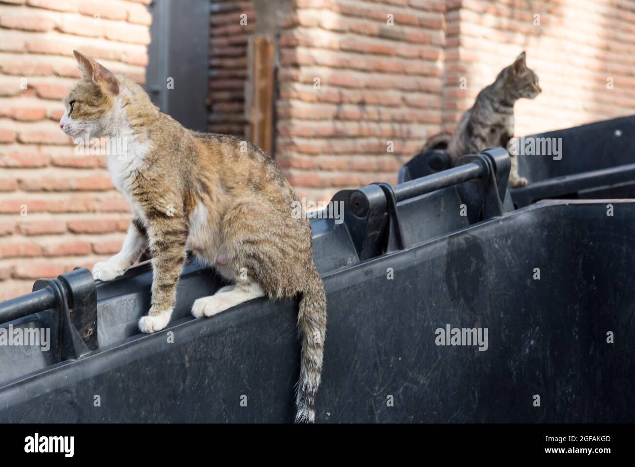 Wild stray cats and dogs on the city streets. Tbilisi, Georgia Stock ...