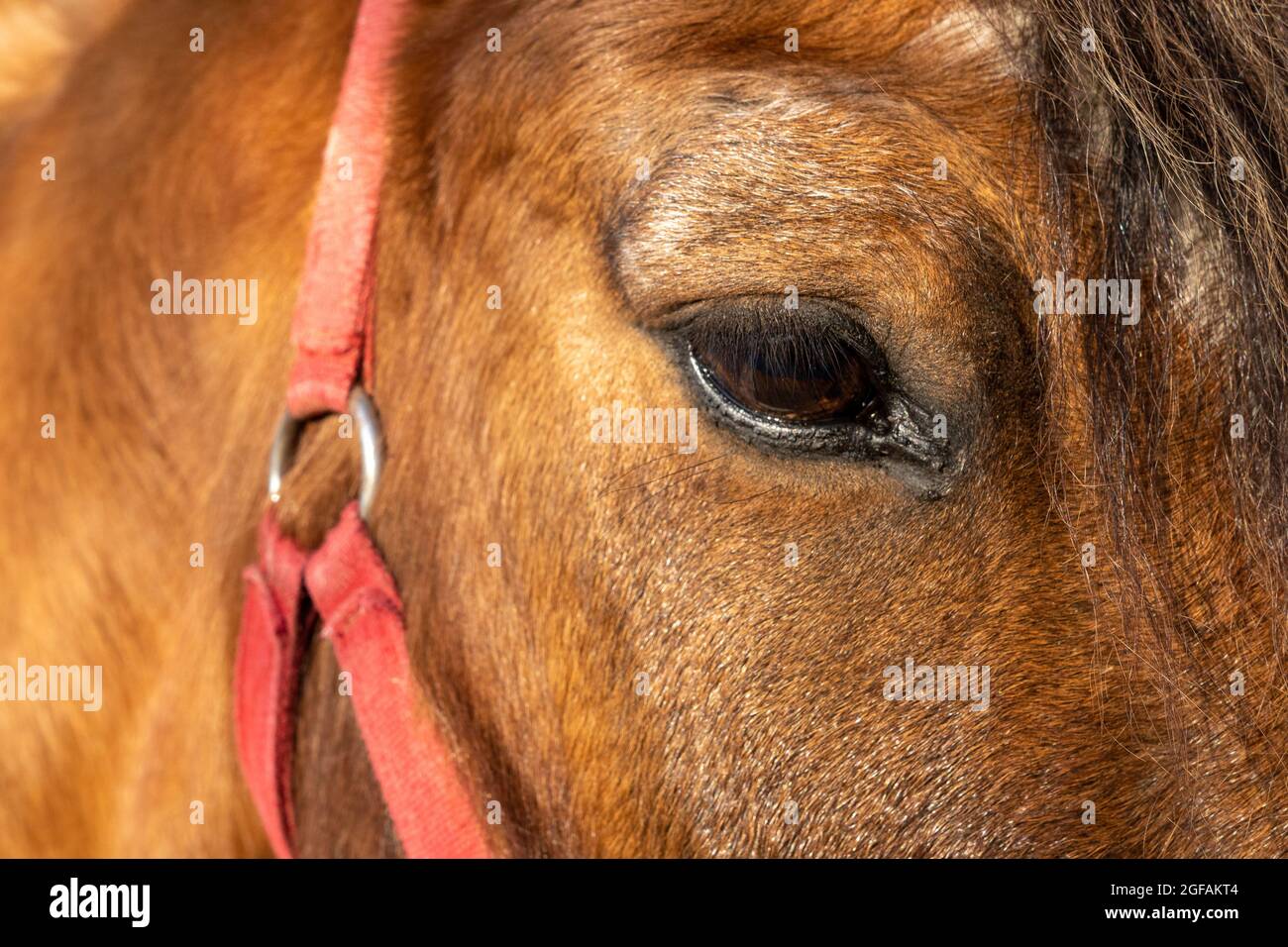 Closeup shot of a brown horse face under the sunlight Stock Photo - Alamy