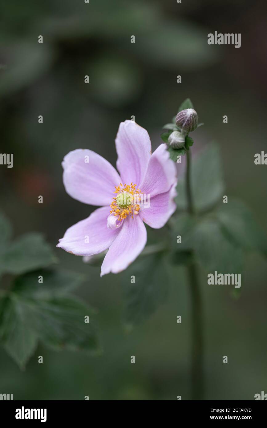 summer time flower Stock Photo - Alamy