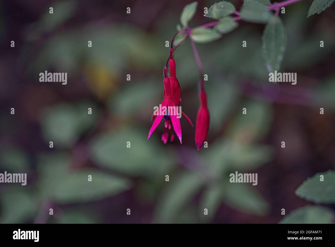 summer time flower Stock Photo - Alamy
