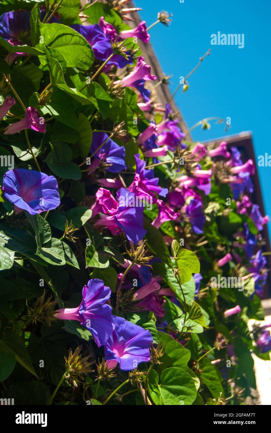 Purple Morning glory flowers all over the wall of the building ...