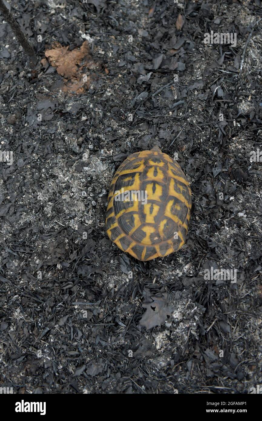 Burnt foot hi-res stock photography and images - Alamy