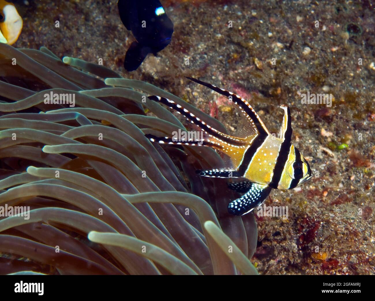 Banggai cardinal fish over sea anemone hi-res stock photography and ...