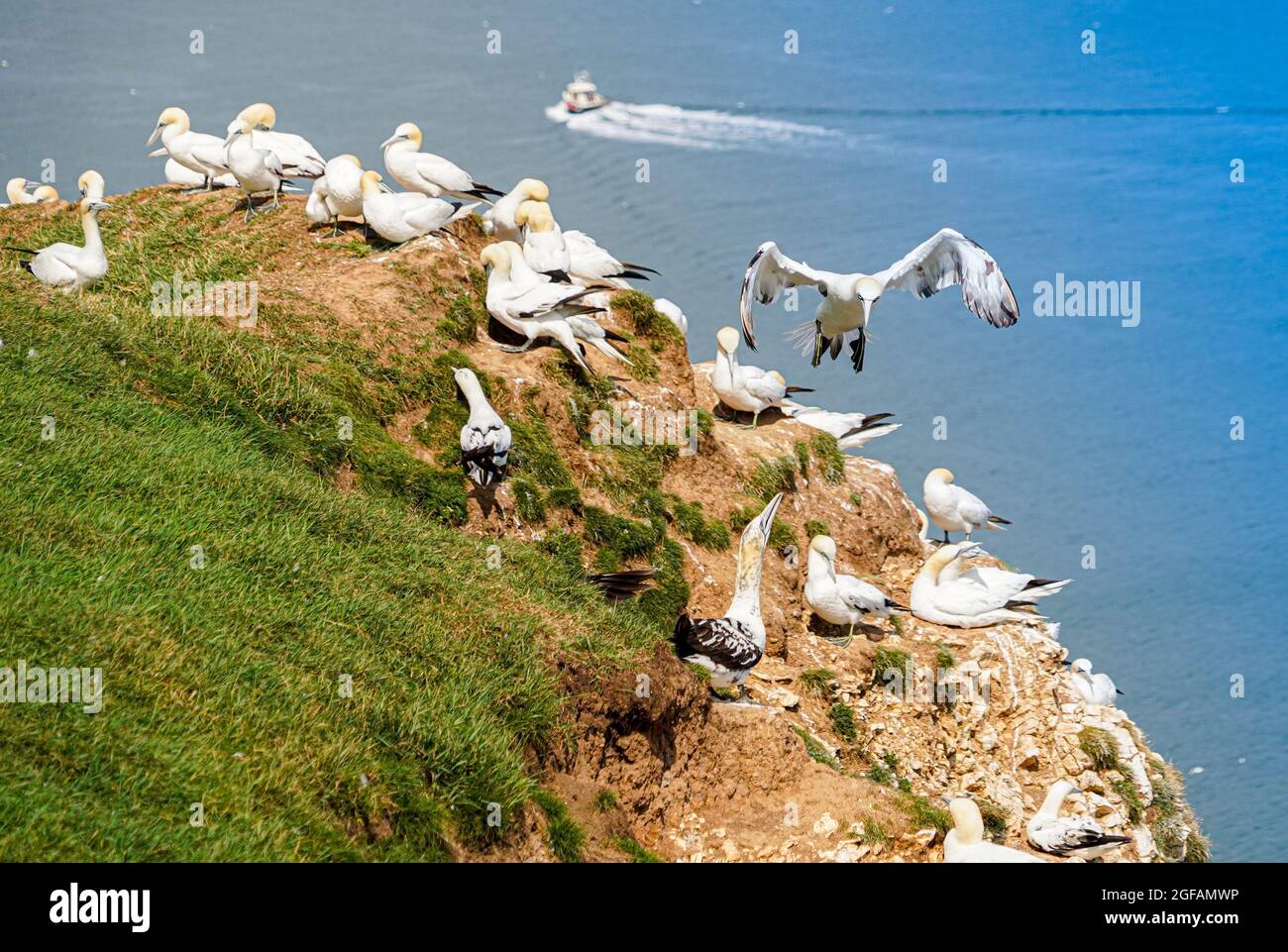 Close up of single Gannet Flying, Large wingspan White Sea-Bird, over ...