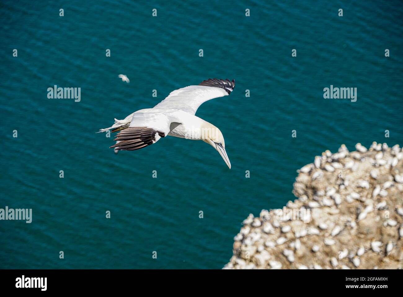 Close up of single Gannet Flying, Large wingspan White Sea-Bird, over ...