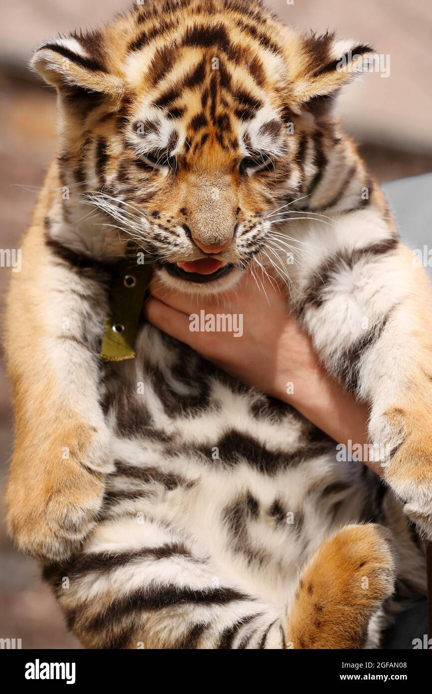 Female hands holding baby tiger, close up Stock Photo - Alamy