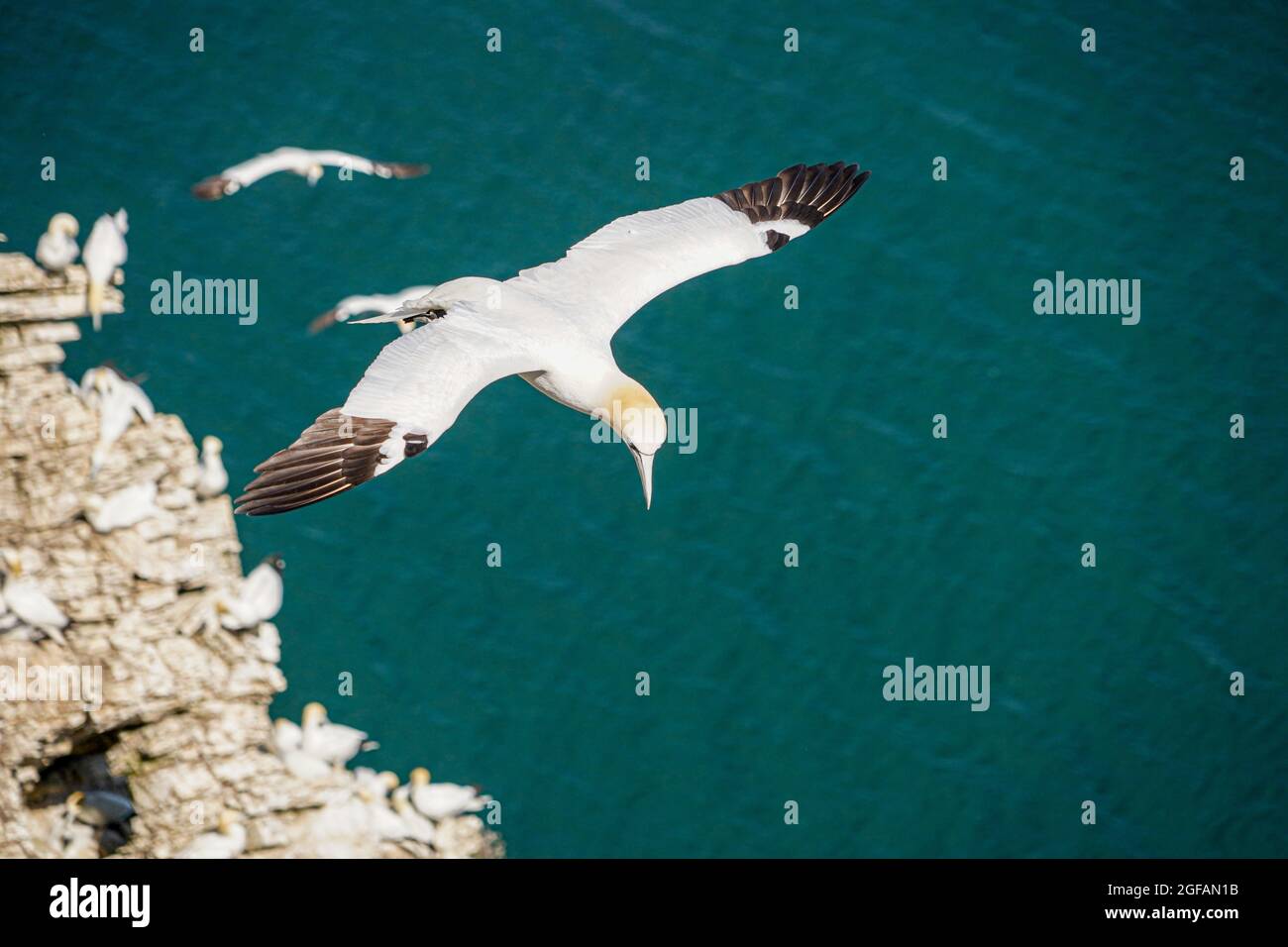 Close up of single Gannet Flying, Large wingspan White Sea-Bird, over ...