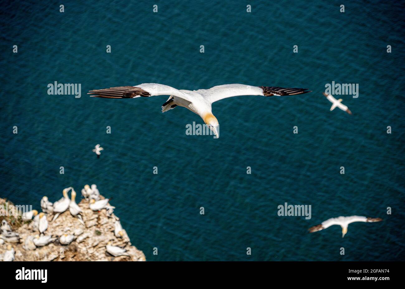 Close up of single Gannet Flying, Large wingspan White Sea-Bird, over ...