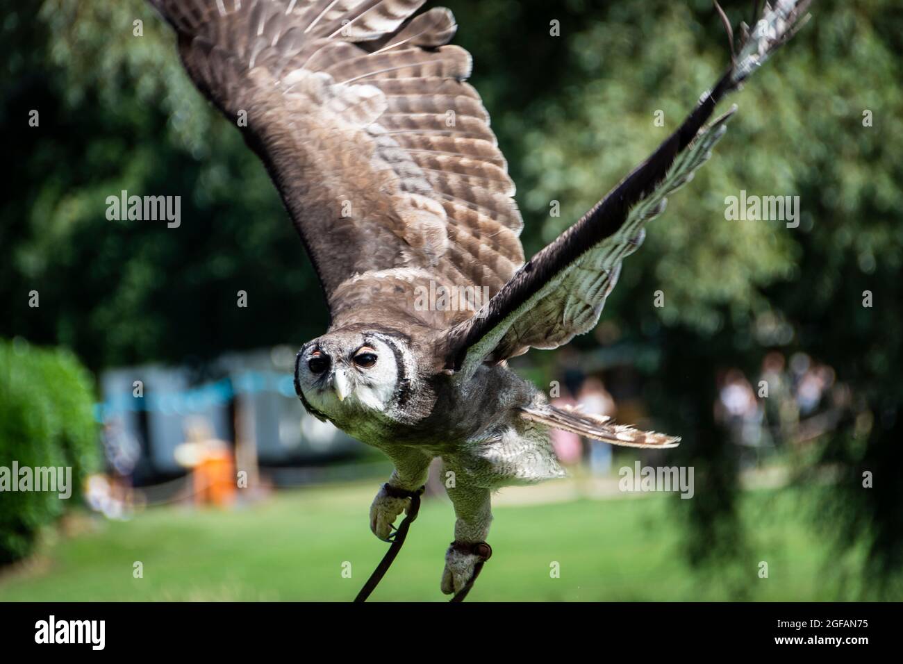 Warwick castle birds of prey hi-res stock photography and images - Alamy