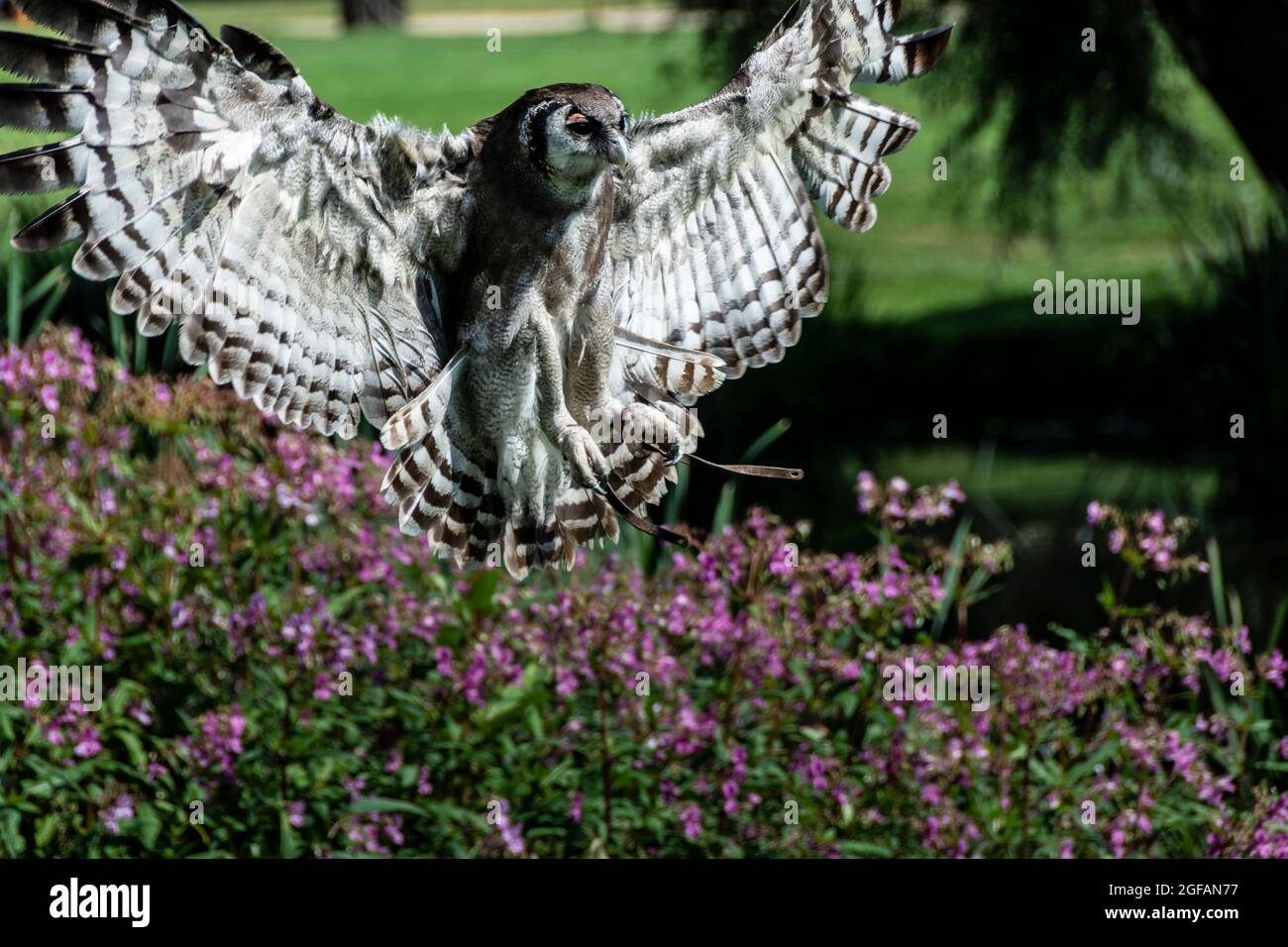 Eagle owl in a flying display at Warwick Castle Stock Photo - Alamy