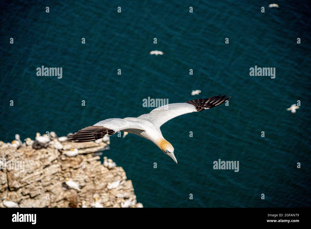 Close up of single Gannet Flying, Large wingspan White Sea-Bird, over ...