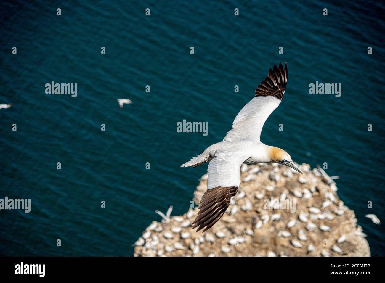 Close up of single Gannet Flying, Large wingspan White Sea-Bird, over ...