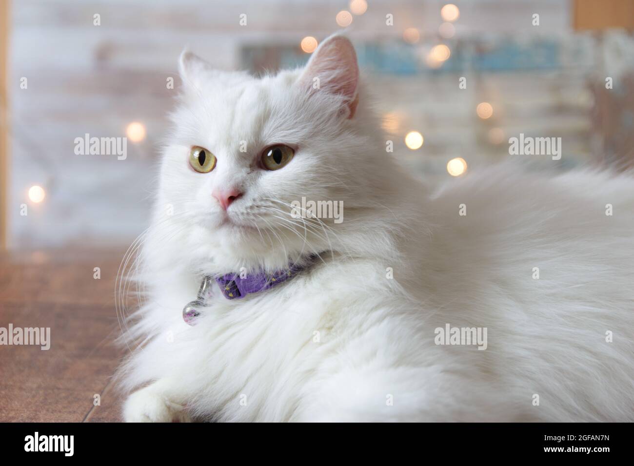 White Cat Red Rose High Resolution Stock Photography and Images - Alamy