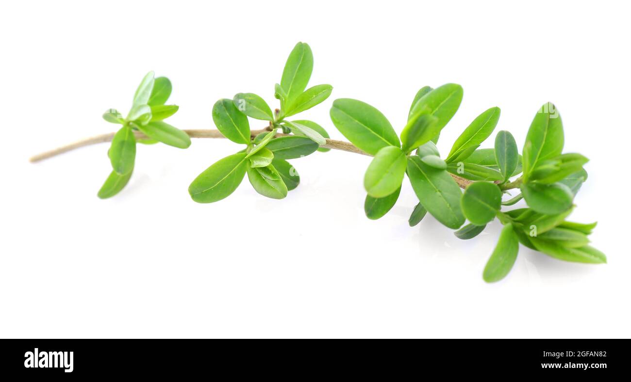 Spring branch isolated on white Stock Photo - Alamy