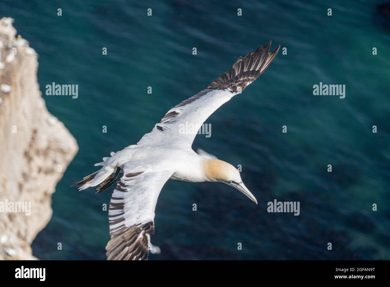 Close up of single Gannet Flying, Large wingspan White Sea-Bird, over ...