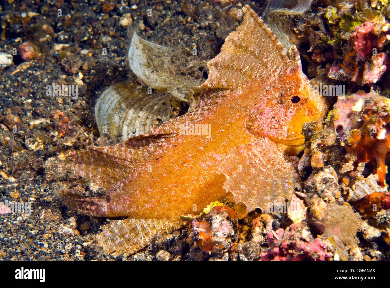 Sea bottom flora fauna hi-res stock photography and images - Alamy