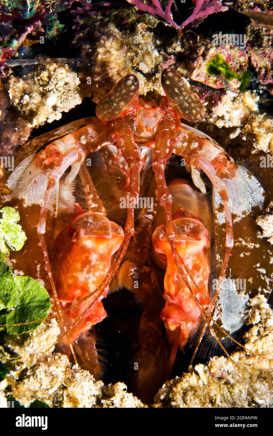 Mantis shrimp peering out from burrow hi-res stock photography and ...