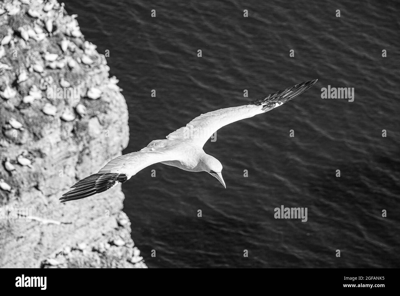 Close up of single Gannet Flying, Large wingspan White Sea-Bird, over ...