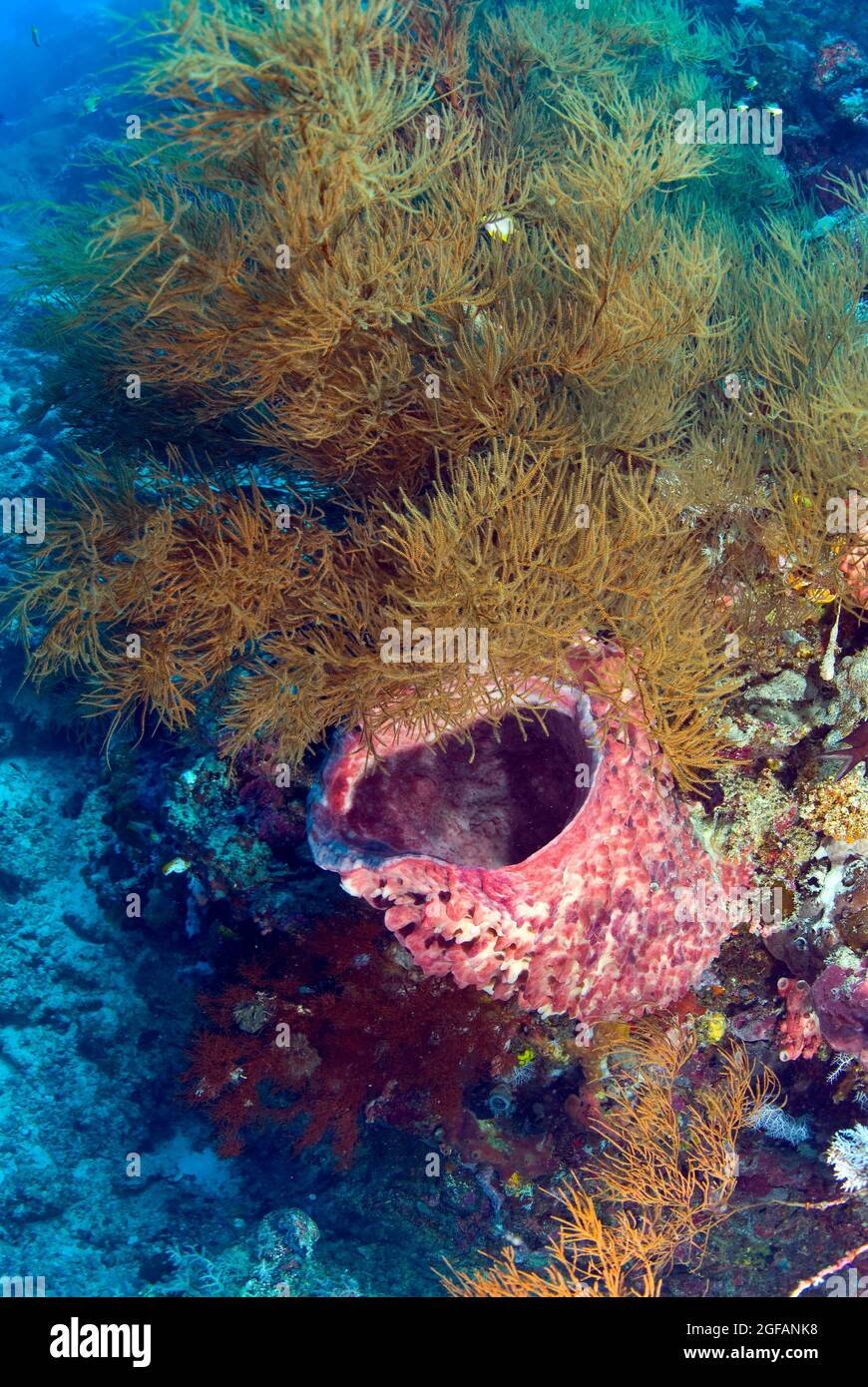 Coral Tree High Resolution Stock Photography and Images - Alamy