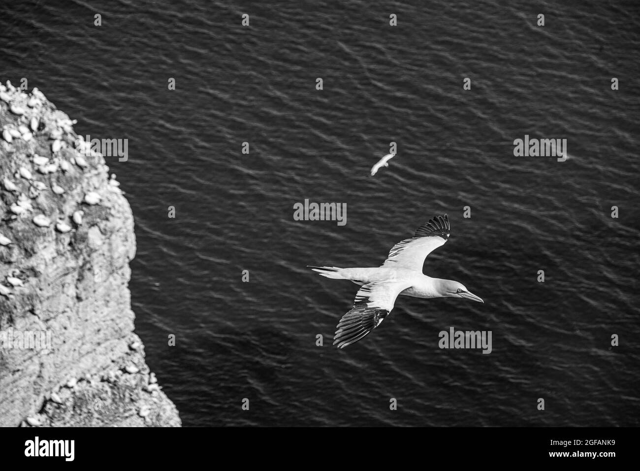 Rock northern gannet colony Black and White Stock Photos & Images - Alamy