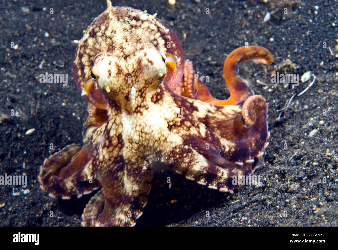 Octopus underwater night hi-res stock photography and images - Alamy