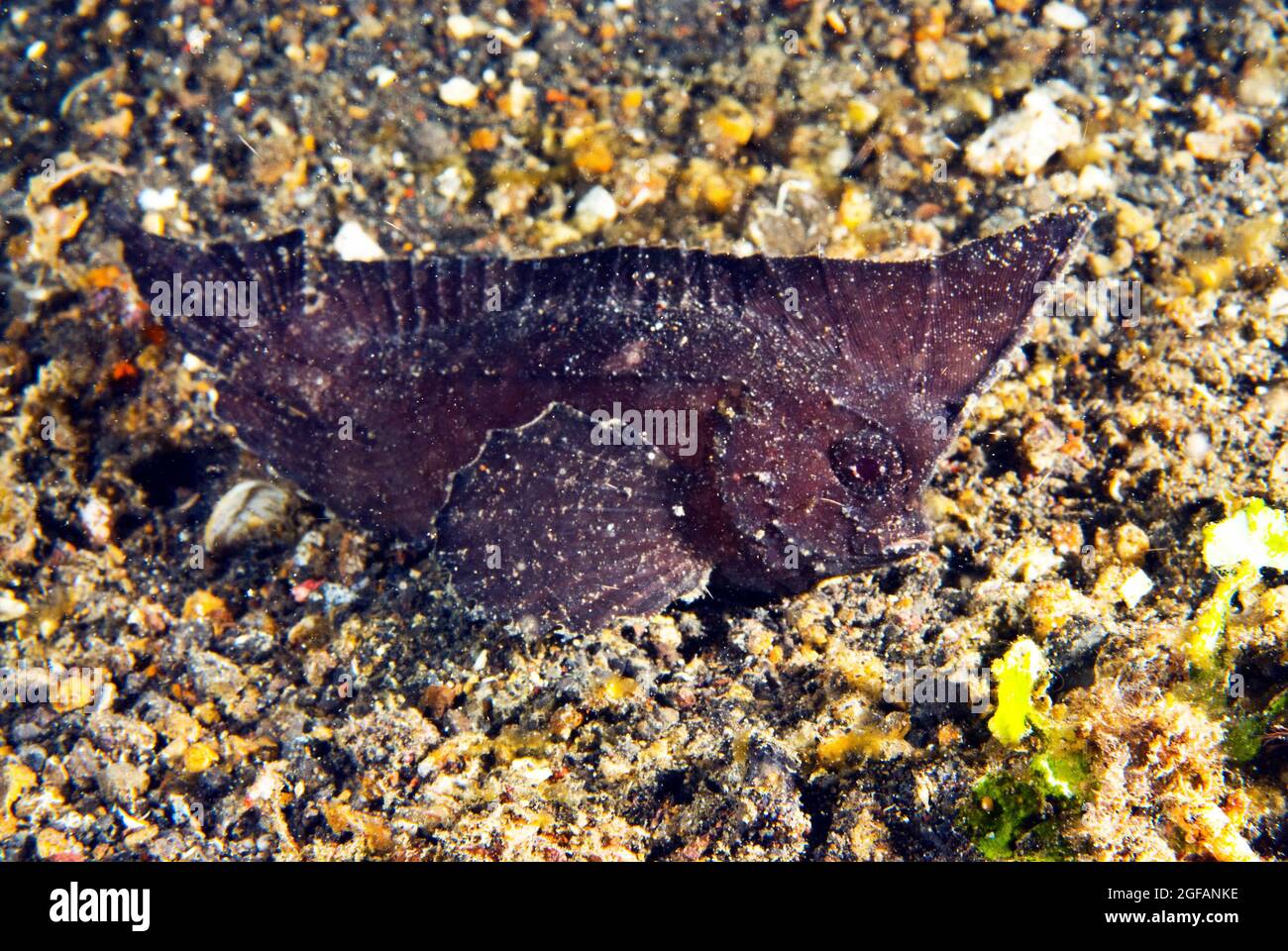 Spiny waspfish on sand bottom on night dive, Lembeh Strait, Sulawesi ...