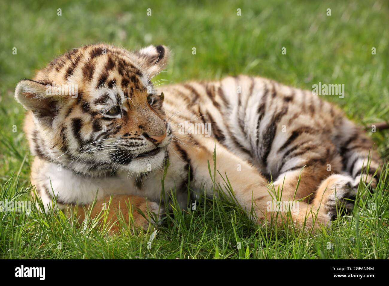 Baby tiger lying on grass Stock Photo - Alamy