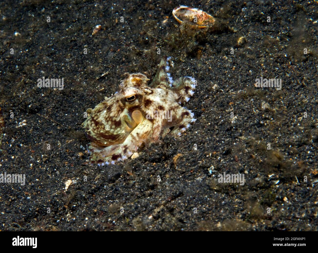Octopus in sand on night dive, Lembeh Strait, Sulawesi, Indonesia Stock ...