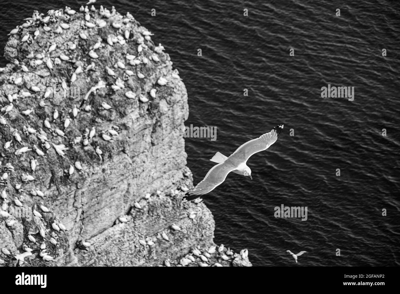 Close up of single Gannet Flying, Large wingspan White Sea-Bird, over ...