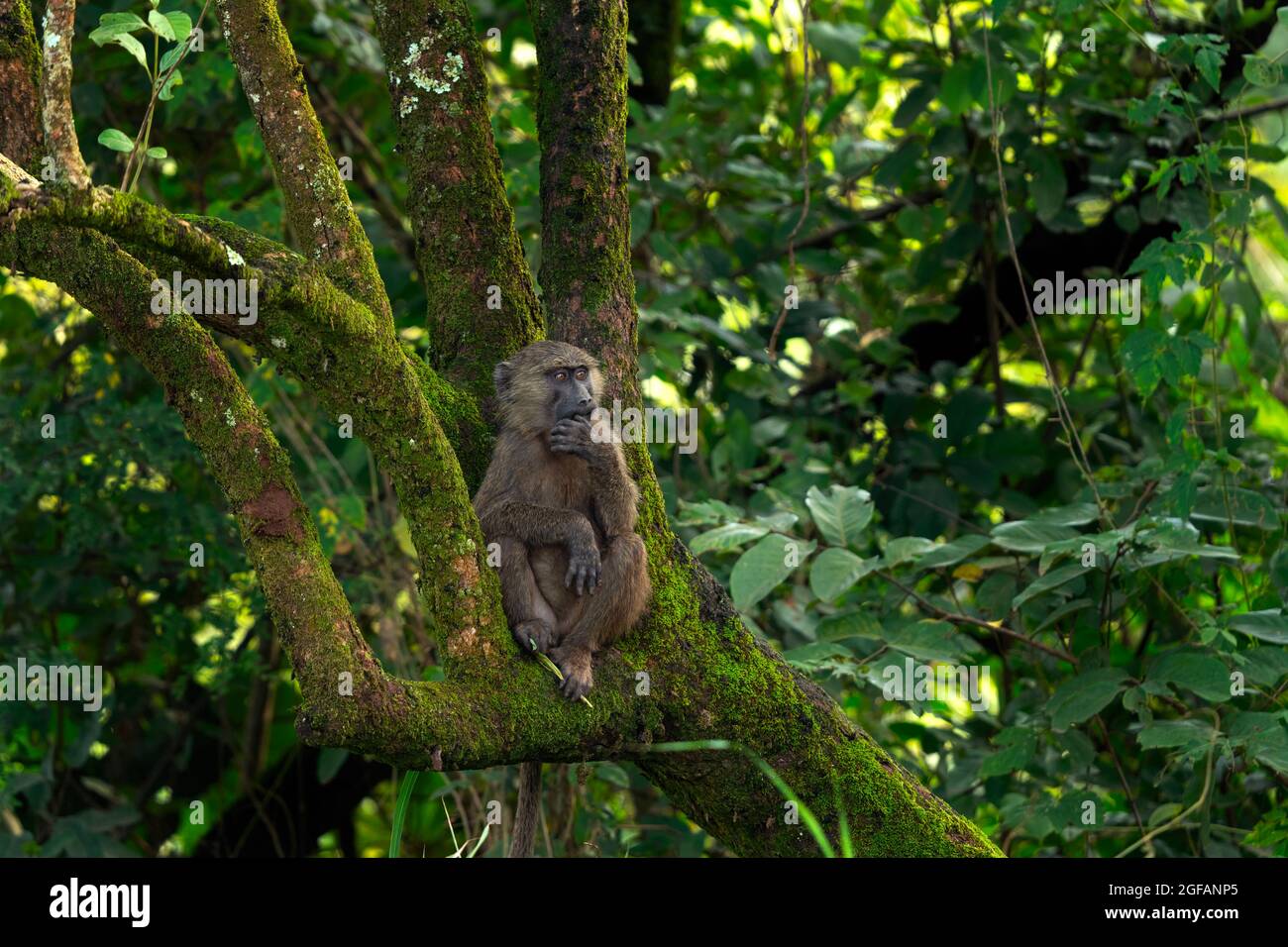 Olive baboon sitting on the branch. Baboon in the rainforest. Wildlife ...