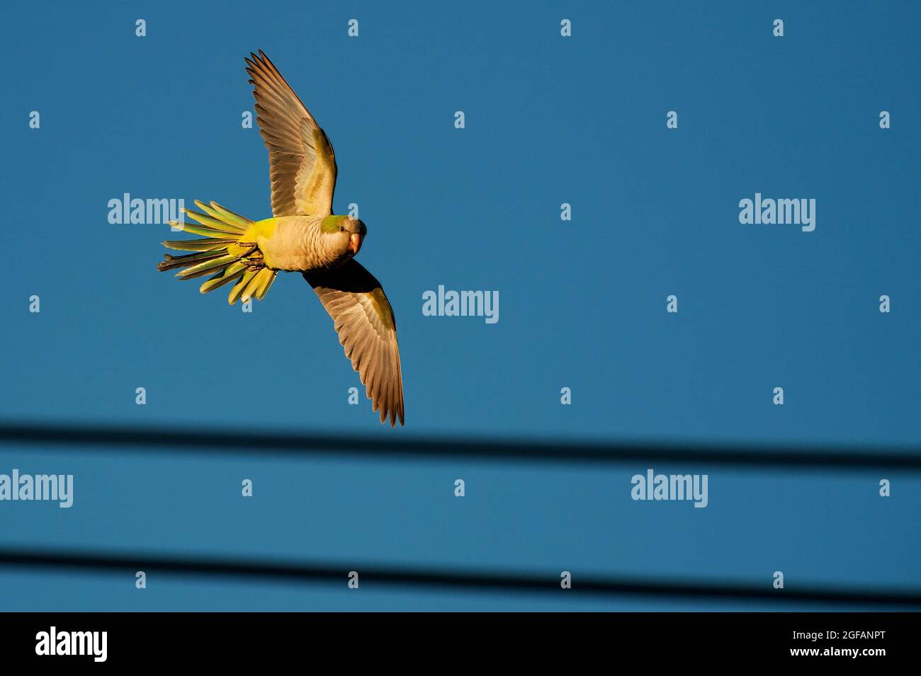 Monk parakeet hi-res stock photography and images - Alamy