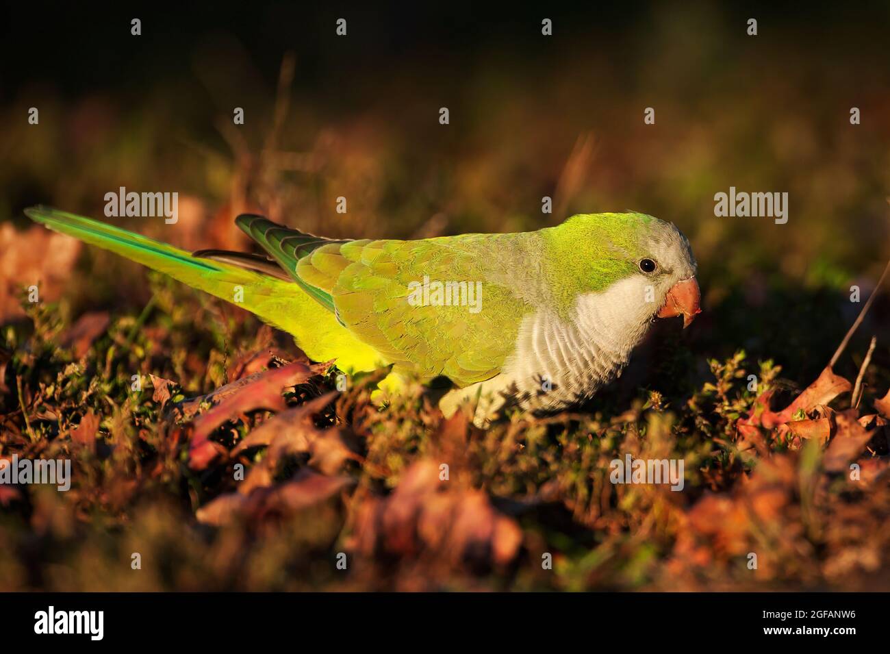 Parakeets hi-res stock photography and images - Alamy