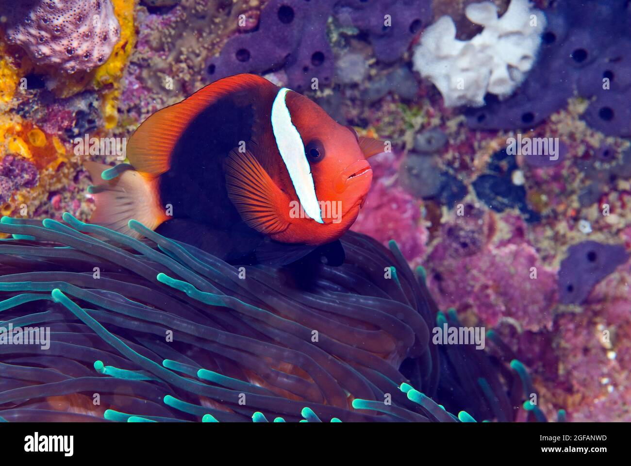 Red black anemonefish hi-res stock photography and images - Alamy