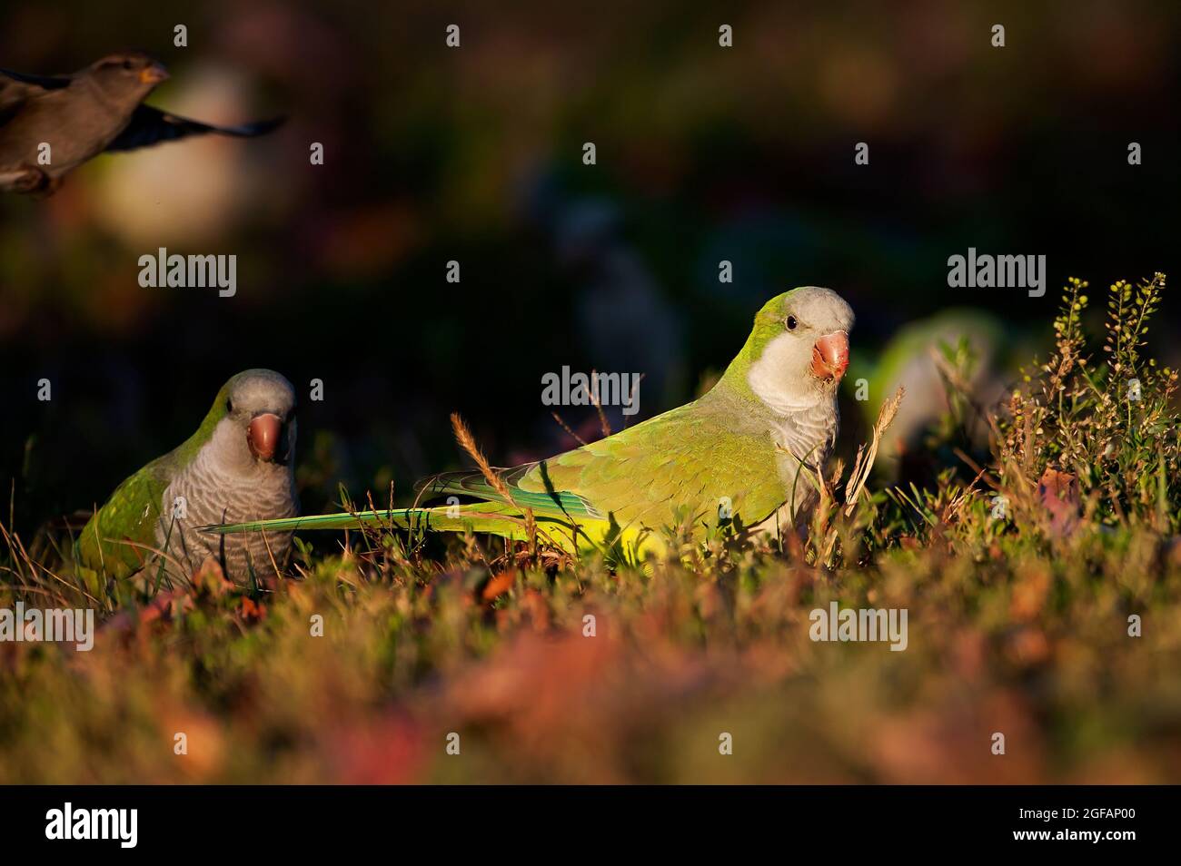 Monk parakeets feeding on ground Stock Photo - Alamy