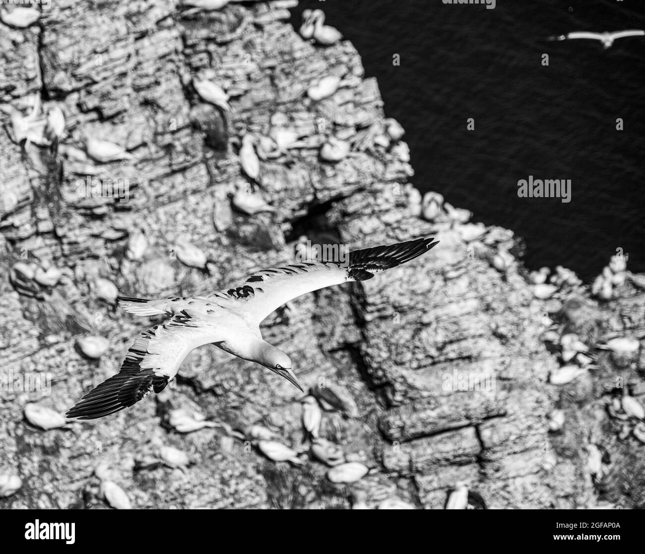 Flying northern gannet nesting Black and White Stock Photos & Images ...