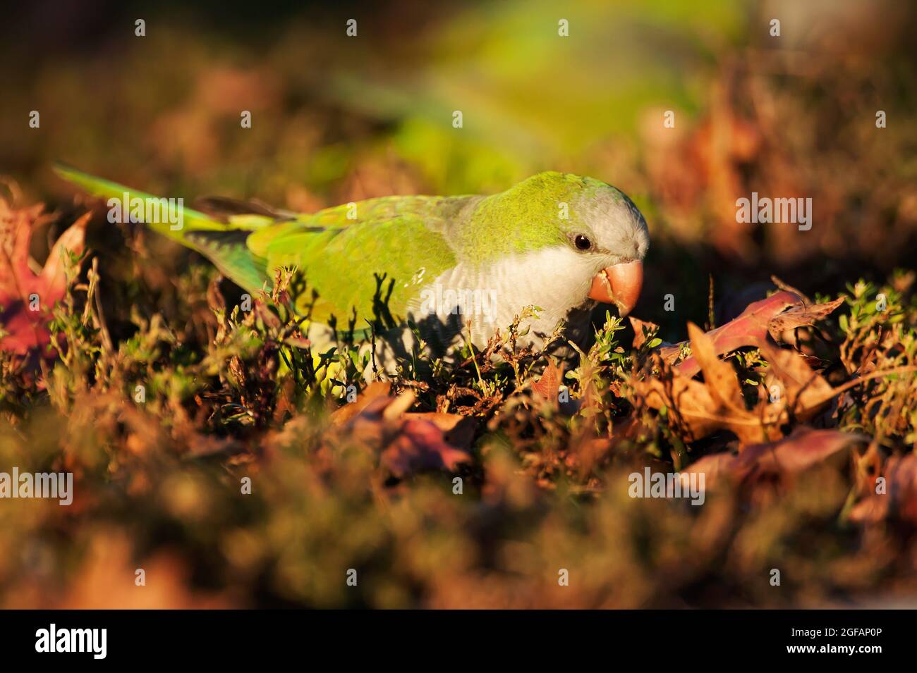 Monk parakeets feeding on ground Stock Photo - Alamy