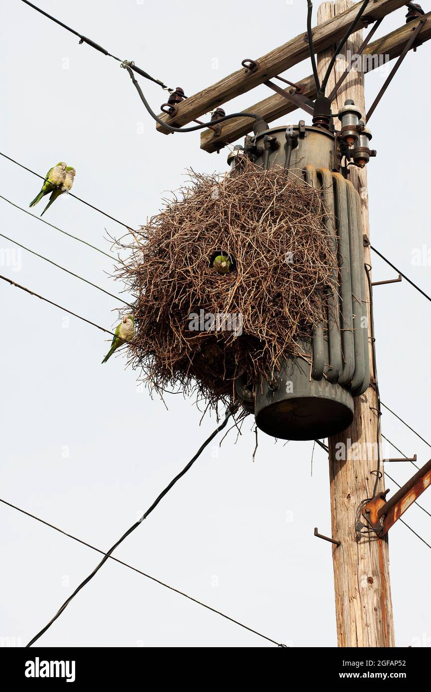 Monk parakeets communal nest in urban habitat Stock Photo - Alamy