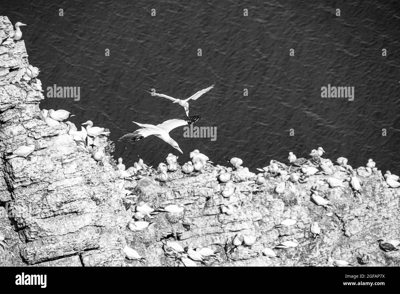 Close up of single Gannet Flying, Large wingspan White Sea-Bird, over ...