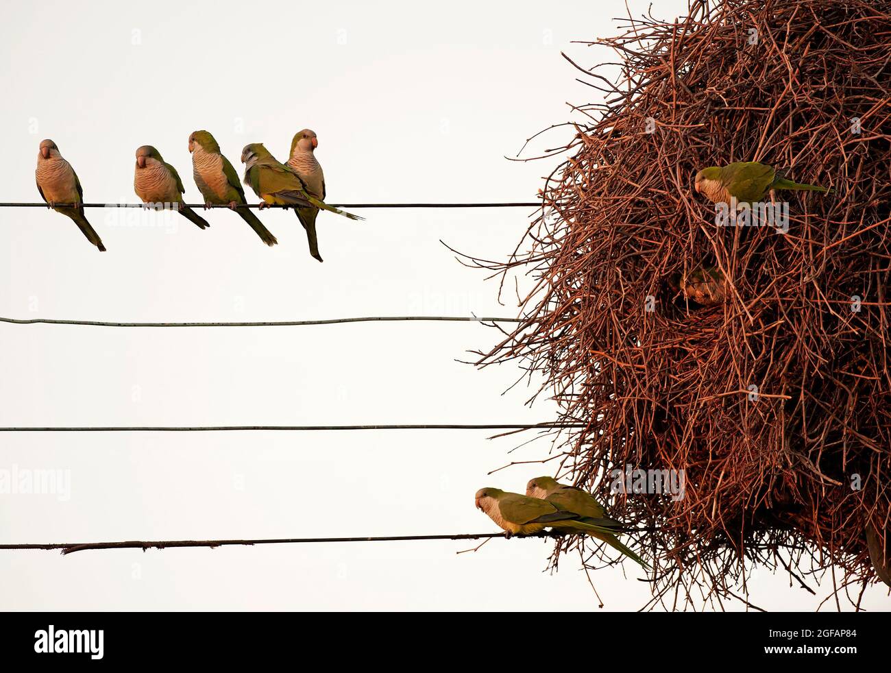 Monk parakeets communal nest in urban habitat Stock Photo - Alamy