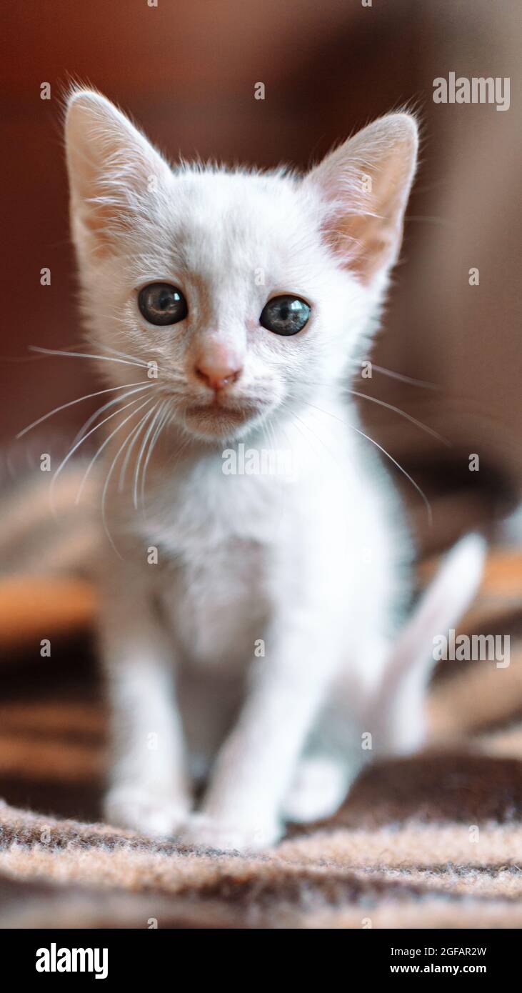 Vertical closeup of a cute white kitten Stock Photo - Alamy