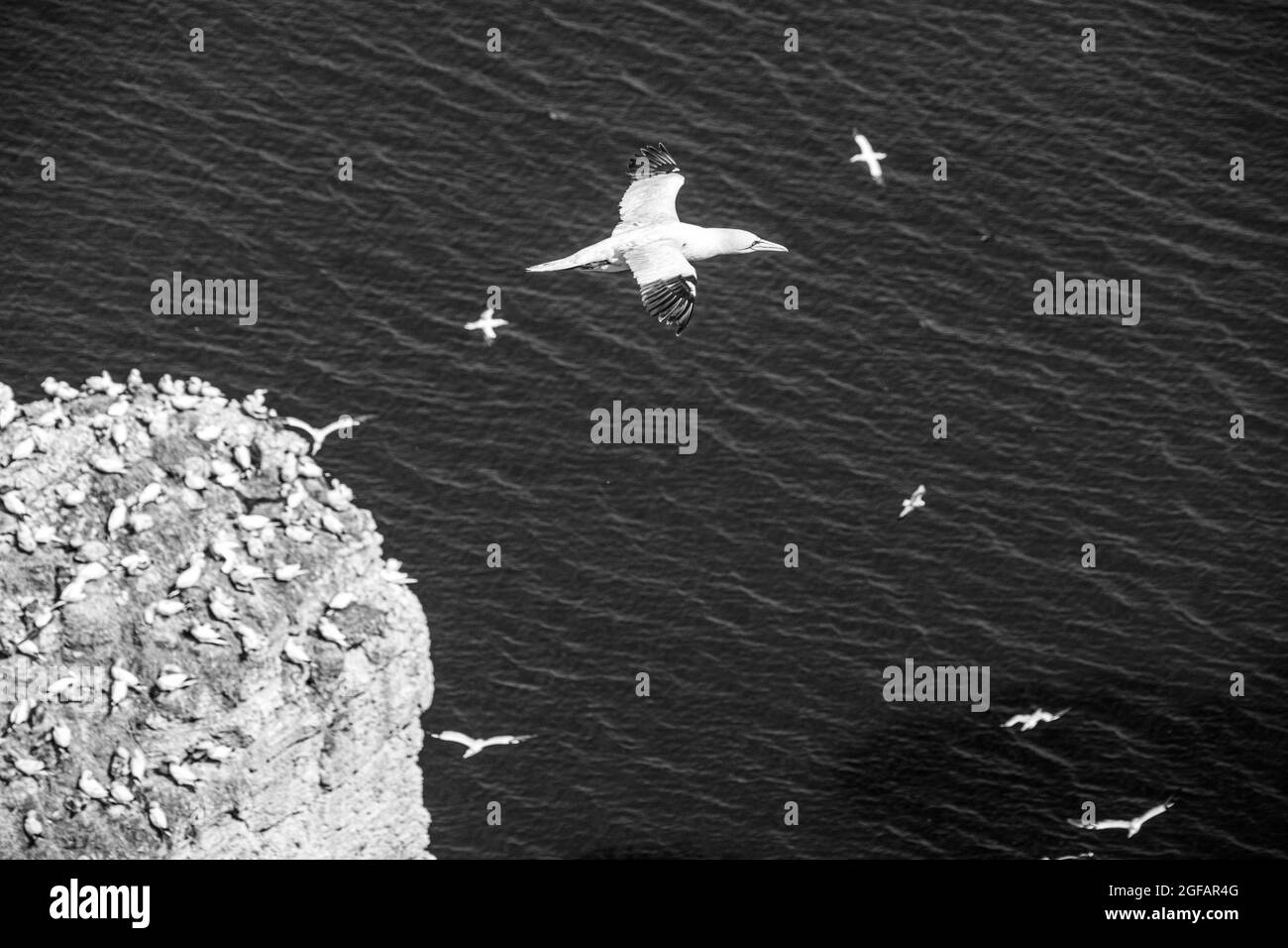 Flying northern gannet nesting Black and White Stock Photos & Images ...