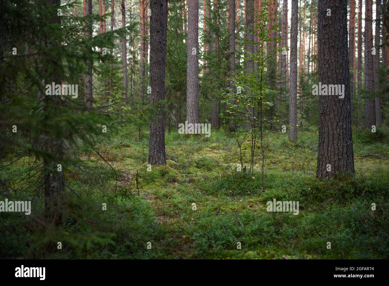 Faint light hi-res stock photography and images - Alamy