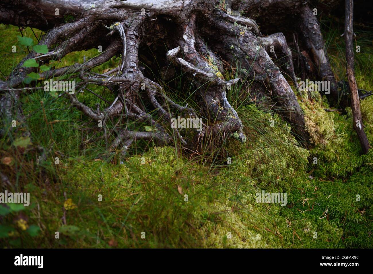 Close-up of the roots of a tree that fell in a swamp in the northern ...