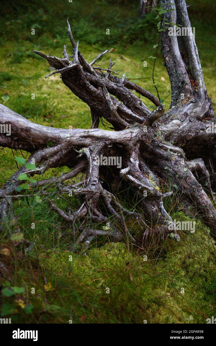 Close-up of the roots of a tree that fell in a swamp in the northern ...
