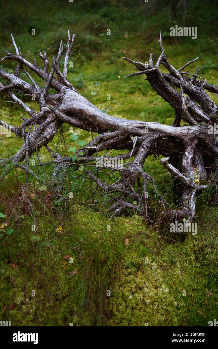 Close-up of the roots of a tree that fell in a swamp in the northern ...