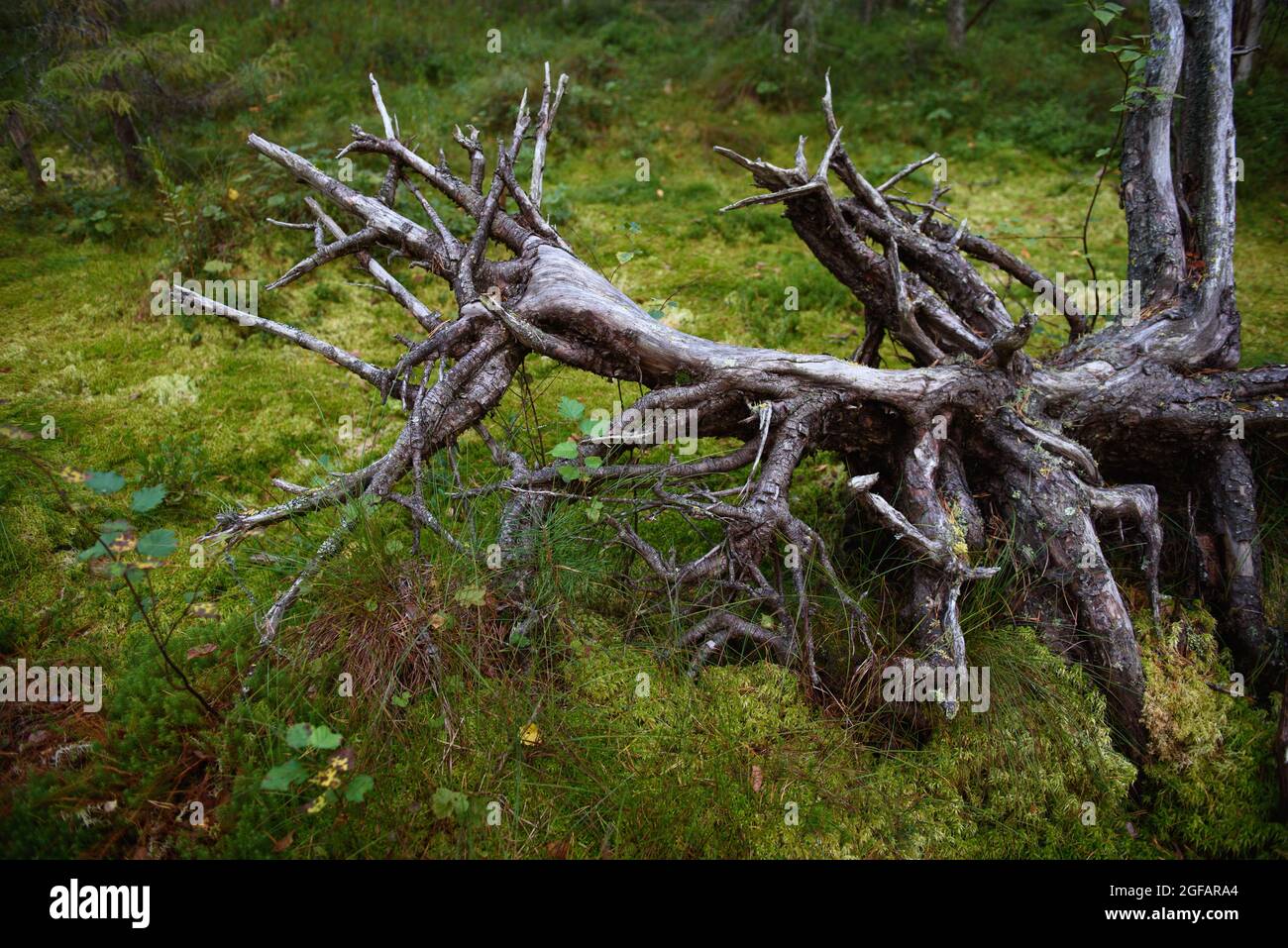Ferns in swamp forest hi-res stock photography and images - Alamy