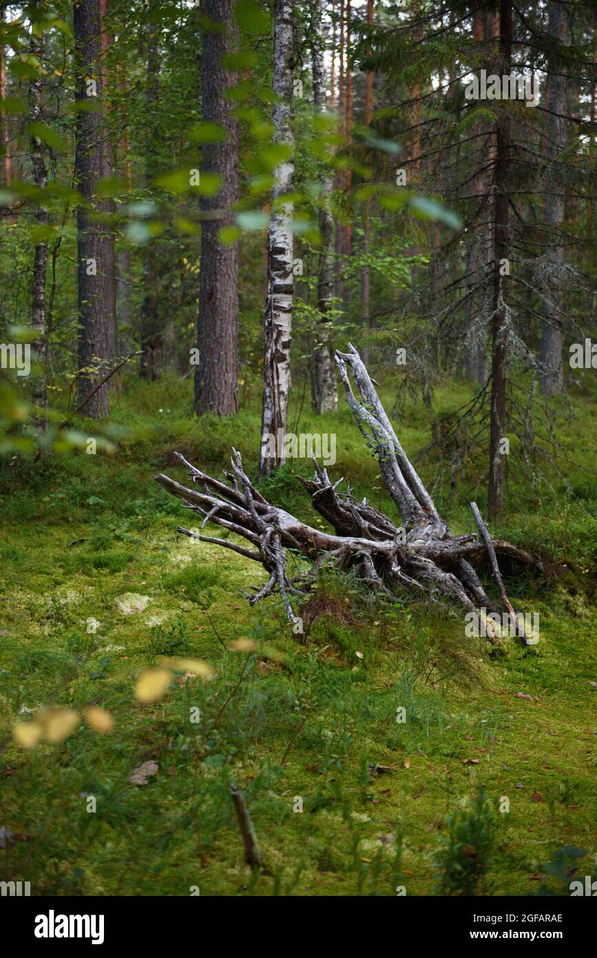 Close-up of the roots of a tree that fell in a swamp in the northern ...