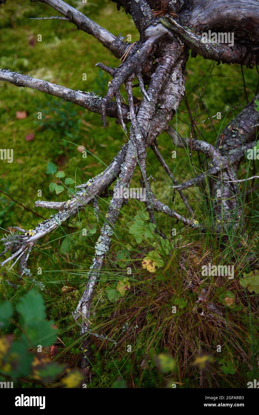 Close-up of the roots of a tree that fell in a swamp in the northern ...