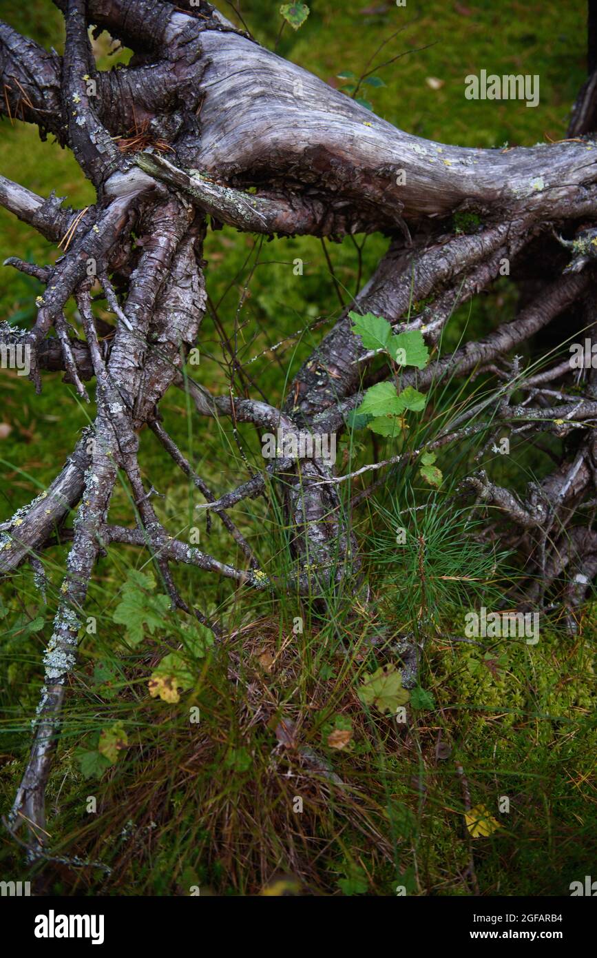 Swamp root hi-res stock photography and images - Alamy