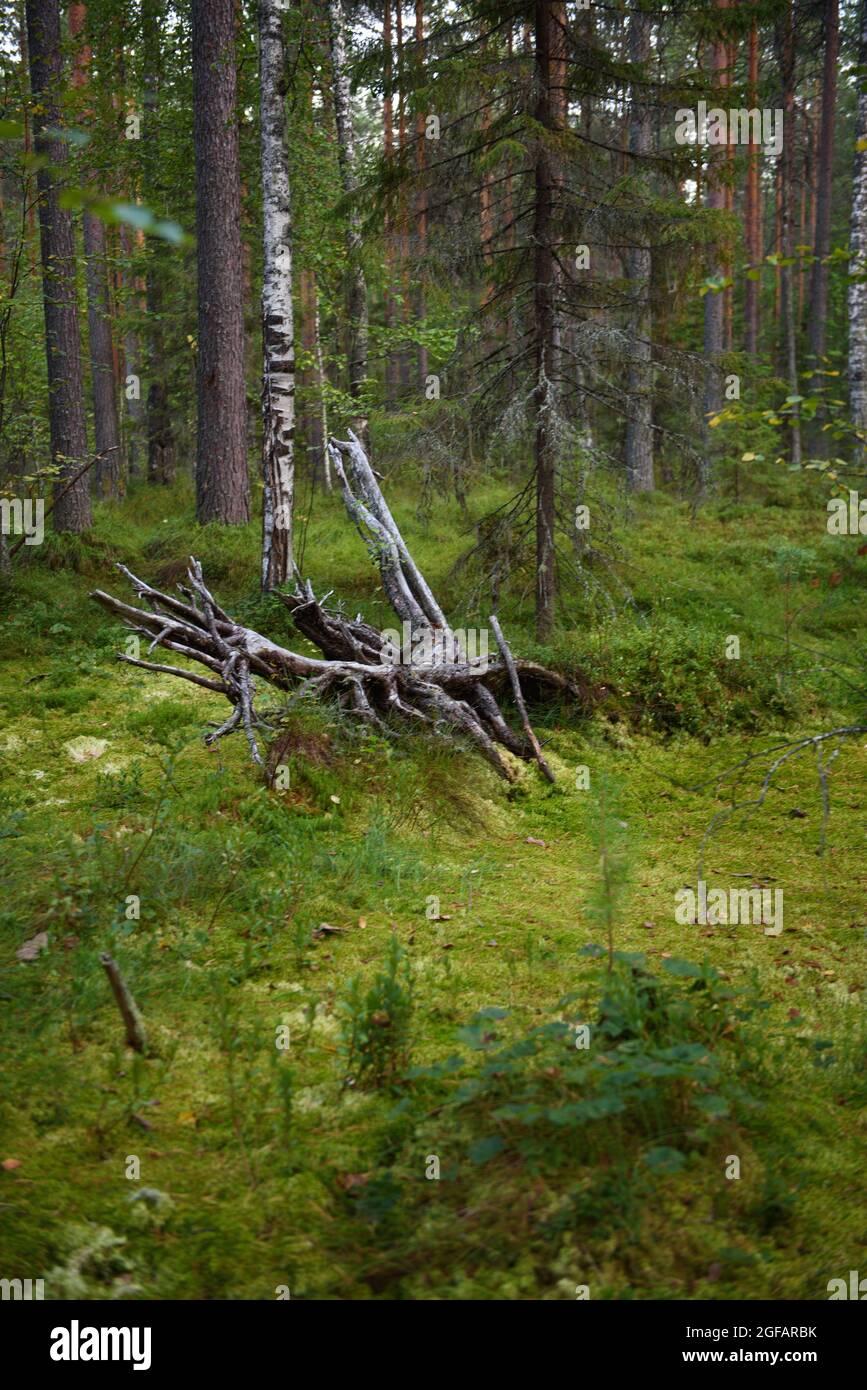 Ferns in swamp forest hi-res stock photography and images - Alamy